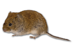 Pest Library – TetonPest